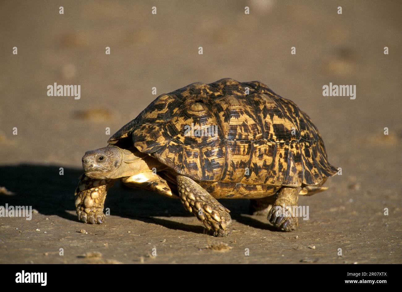 Panther turtle hi-res stock photography and images - Alamy