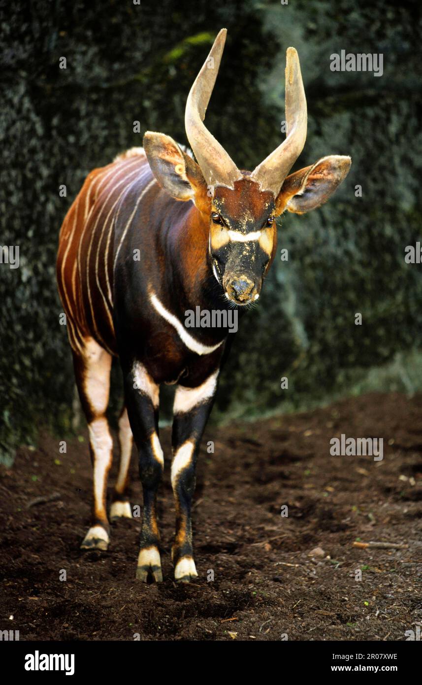 Bongo africa hi-res stock photography and images - Alamy