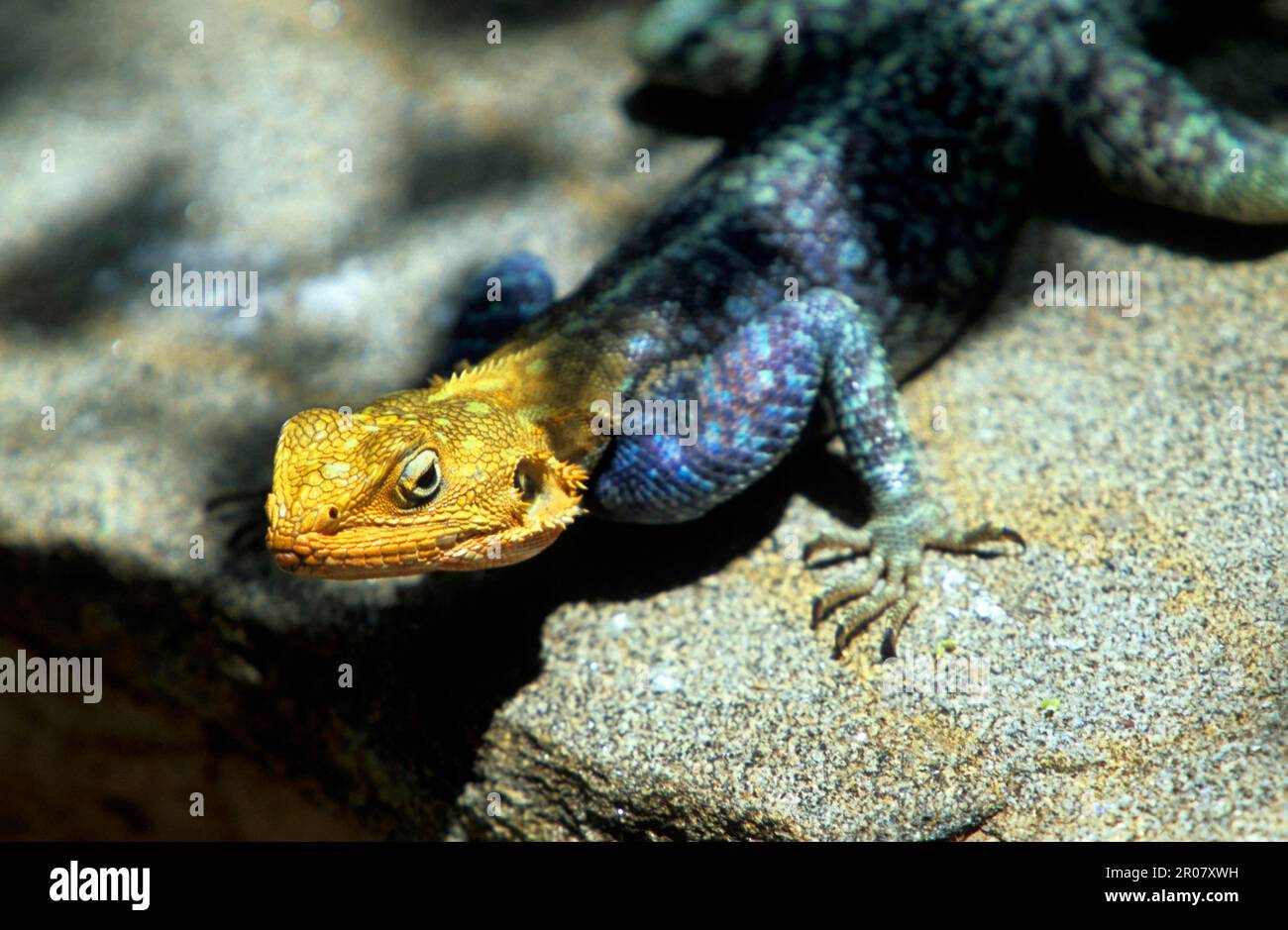 Western Settler Agame Stock Photo - Alamy