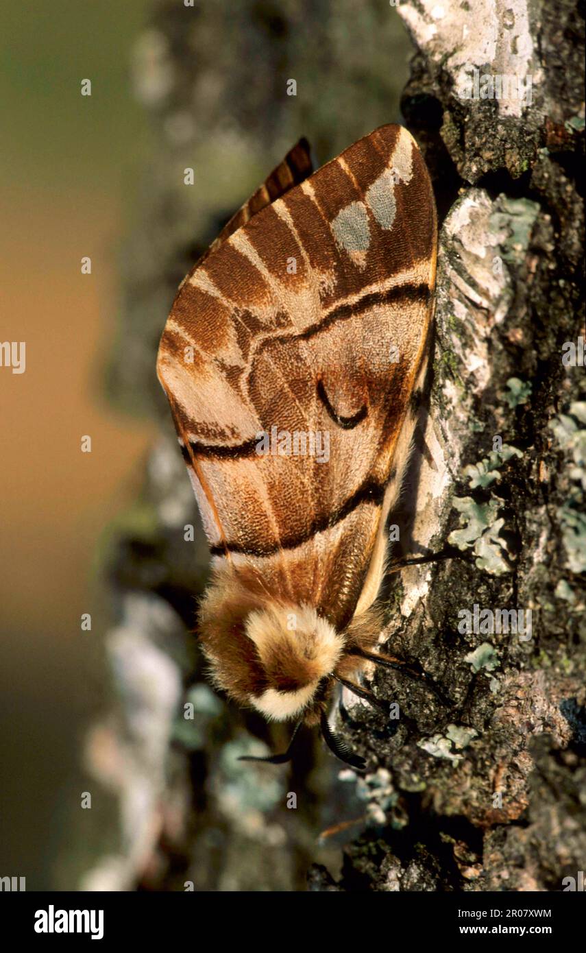 The kentish glory moth hi-res stock photography and images - Alamy