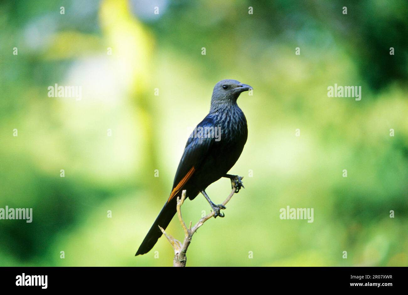 Pale winged starling hi-res stock photography and images - Alamy