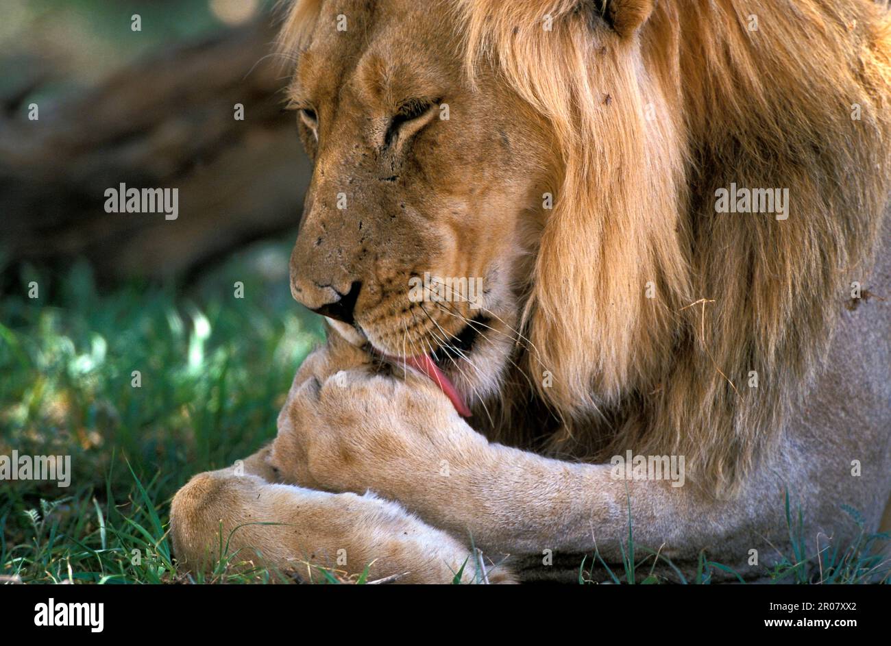 Male lion grooming hi-res stock photography and images - Alamy