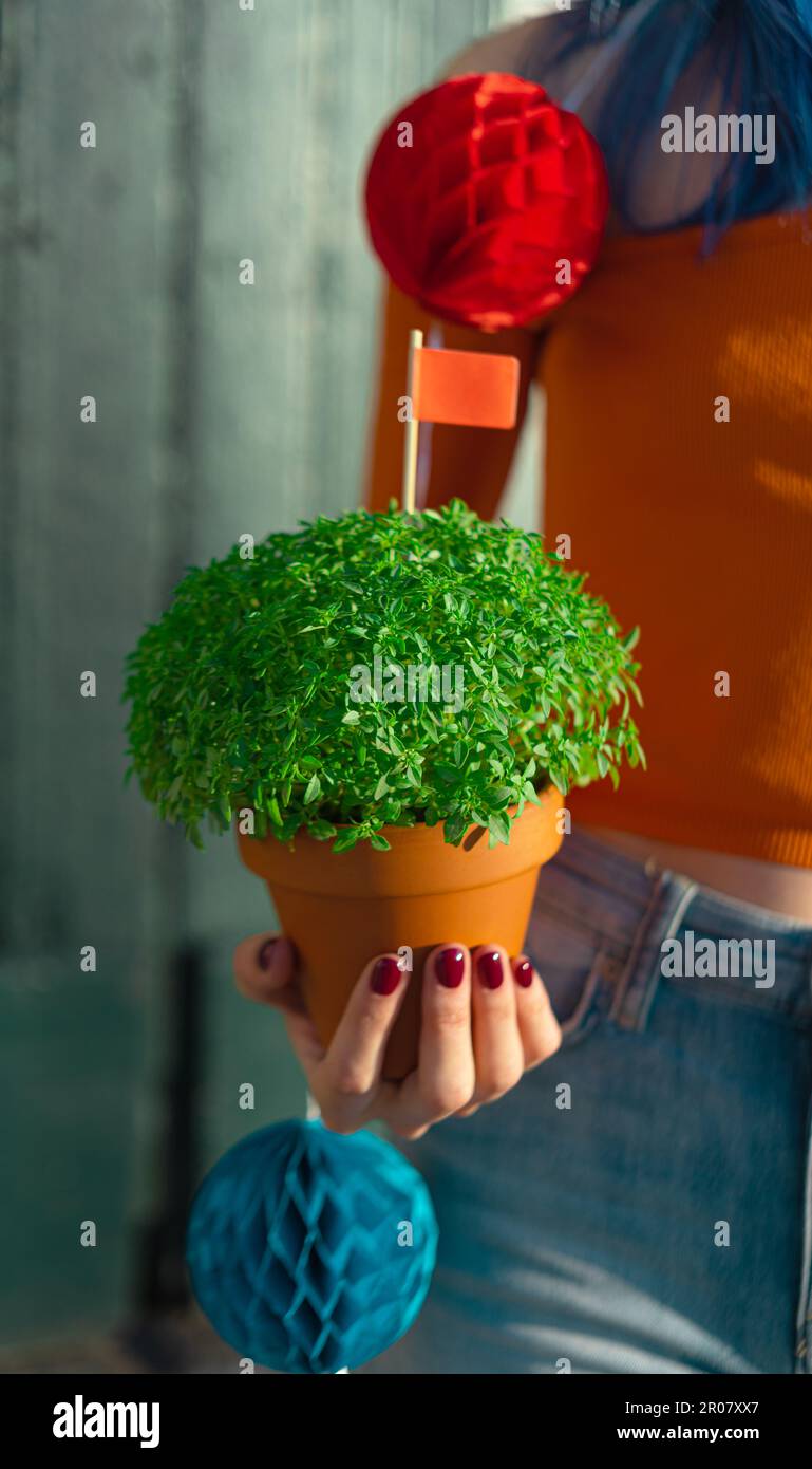 Woman with Manjerico plant on party Stock Photo - Alamy