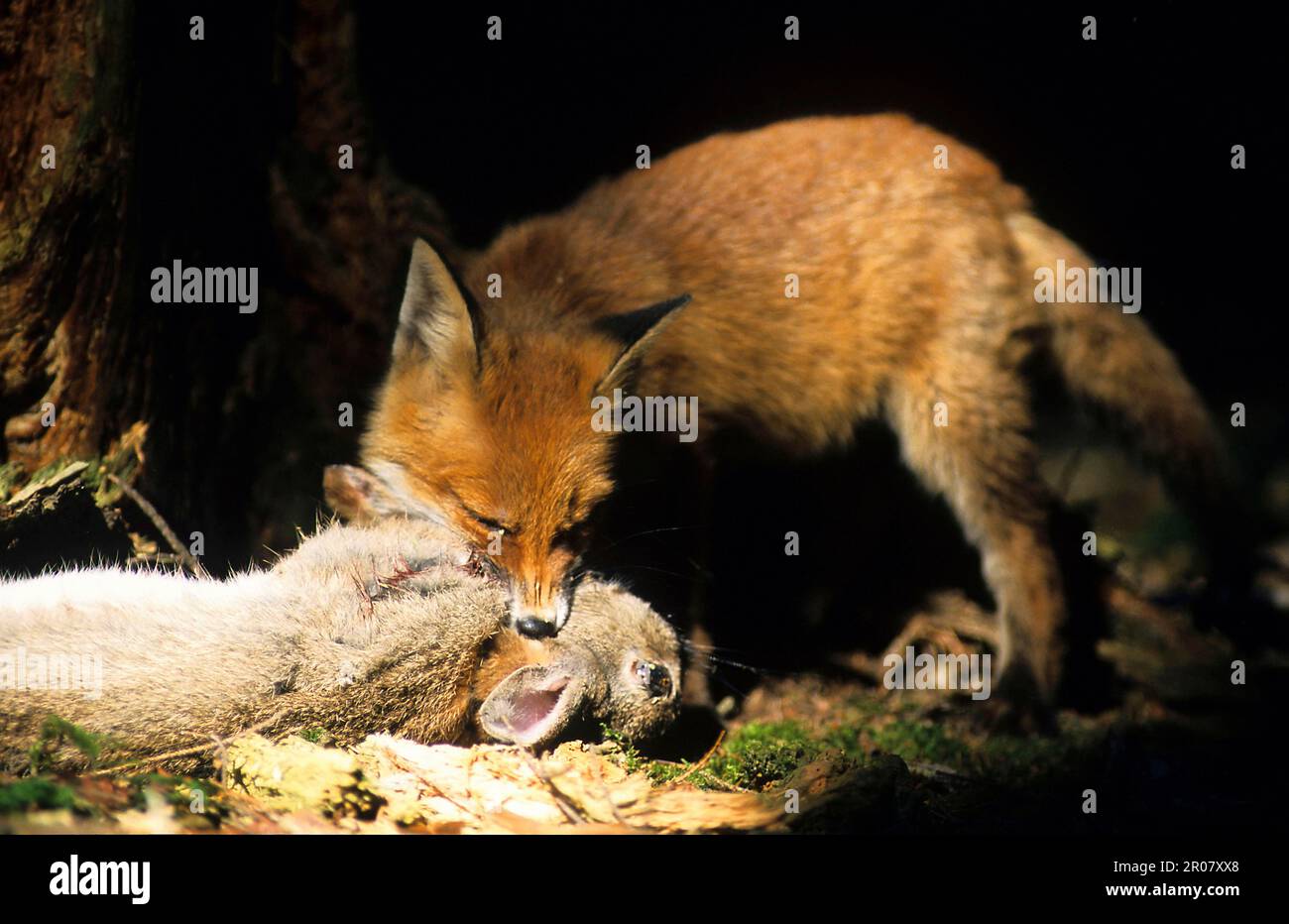 Red fox with captured rabbit Stock Photo - Alamy