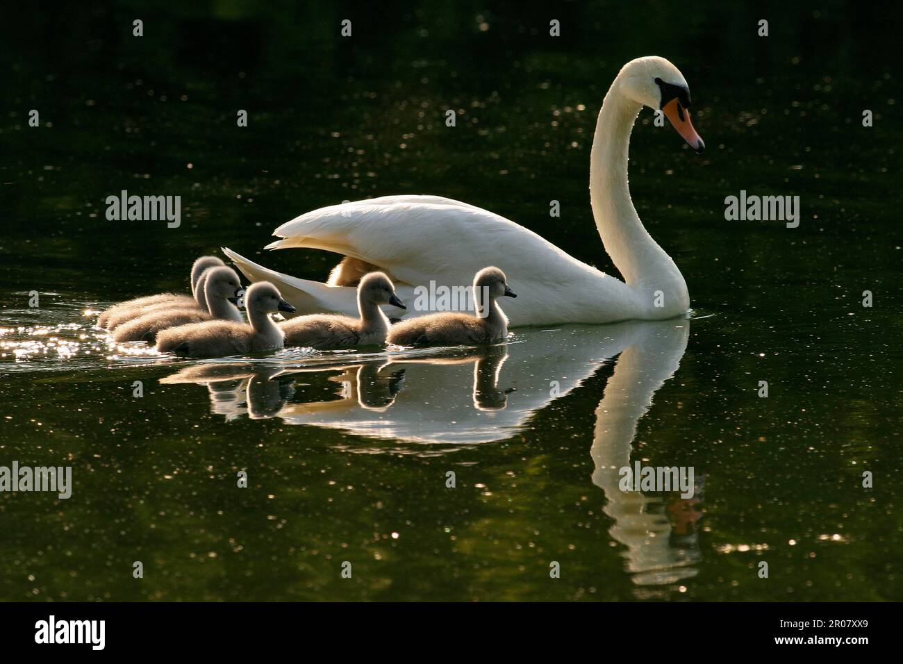 Adult swan cute young family hi-res stock photography and images - Alamy