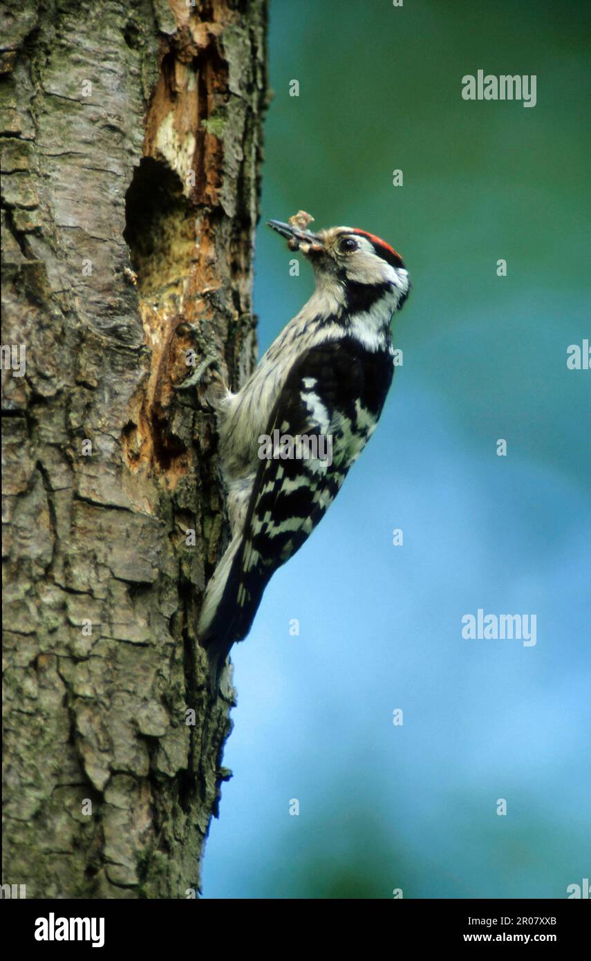 Lesser Spotted Woodpecker Stock Photo - Alamy
