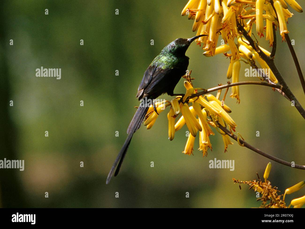 Marico sunbird hi-res stock photography and images - Alamy