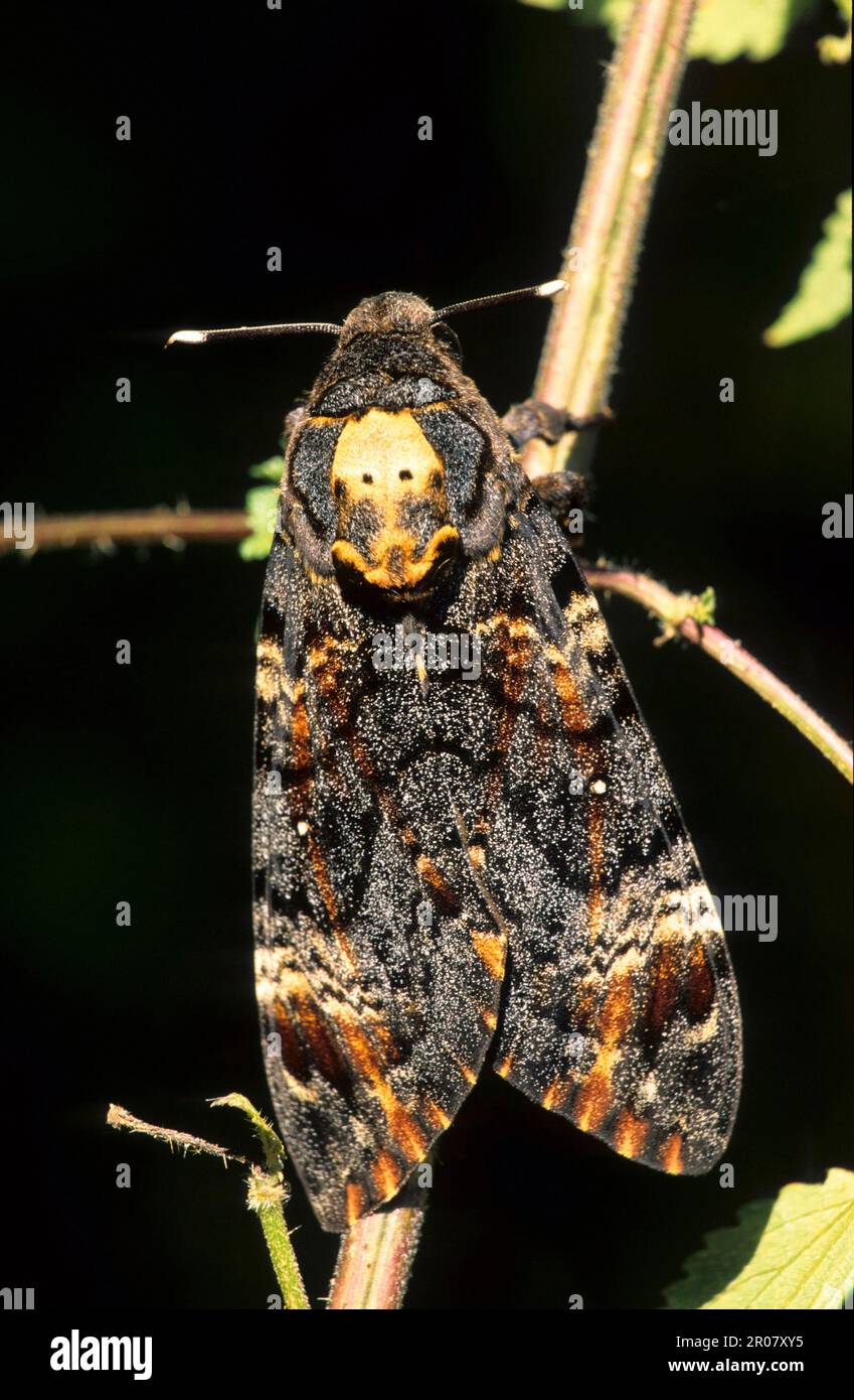 Death's-head hawk moth, death's-head butterfly Stock Photo - Alamy
