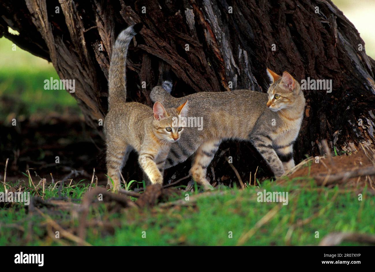 African wild cat, hawk cat Stock Photo - Alamy
