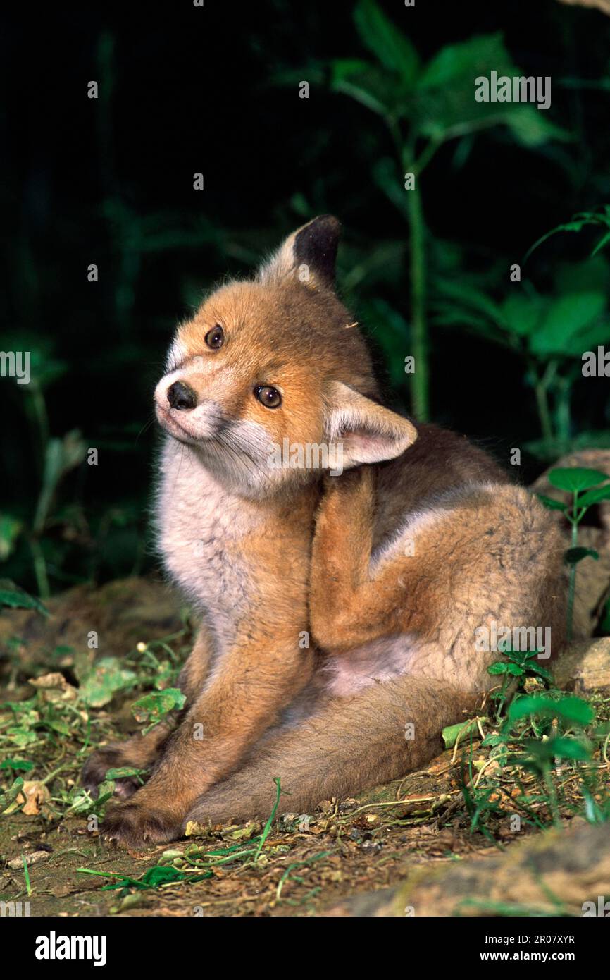Red fox, young animal Stock Photo - Alamy