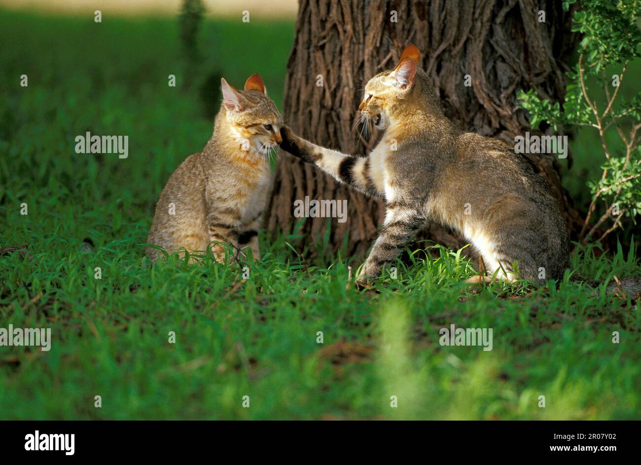 African wild cat, hawk cat Stock Photo - Alamy