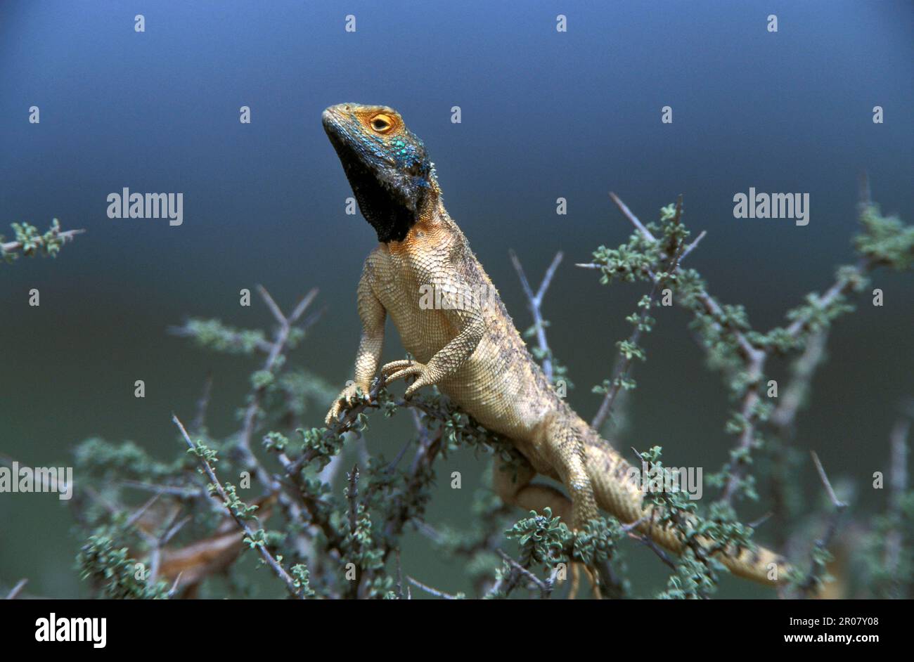 Ground agama hi-res stock photography and images - Alamy