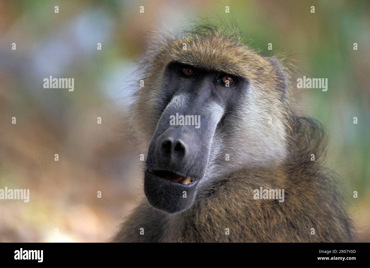 Baboon face hi-res stock photography and images - Alamy