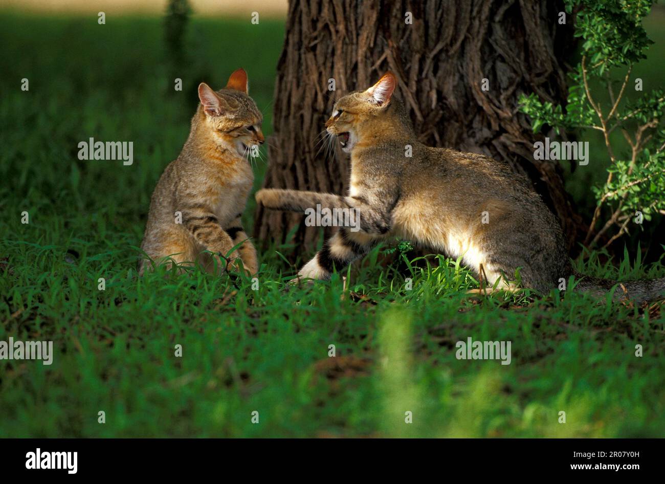 African conflict hi-res stock photography and images - Alamy
