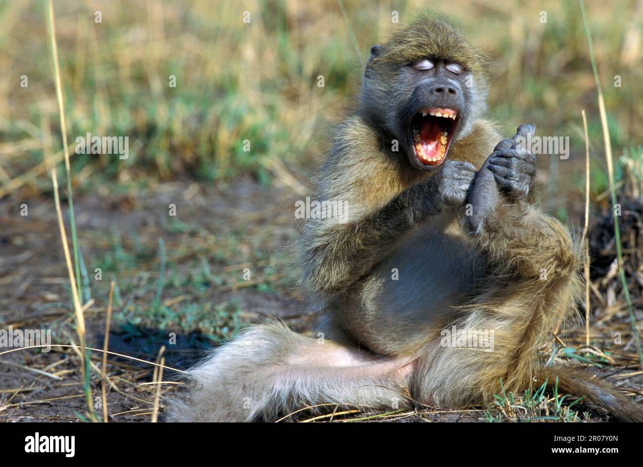 Baboon grooming hi-res stock photography and images - Alamy