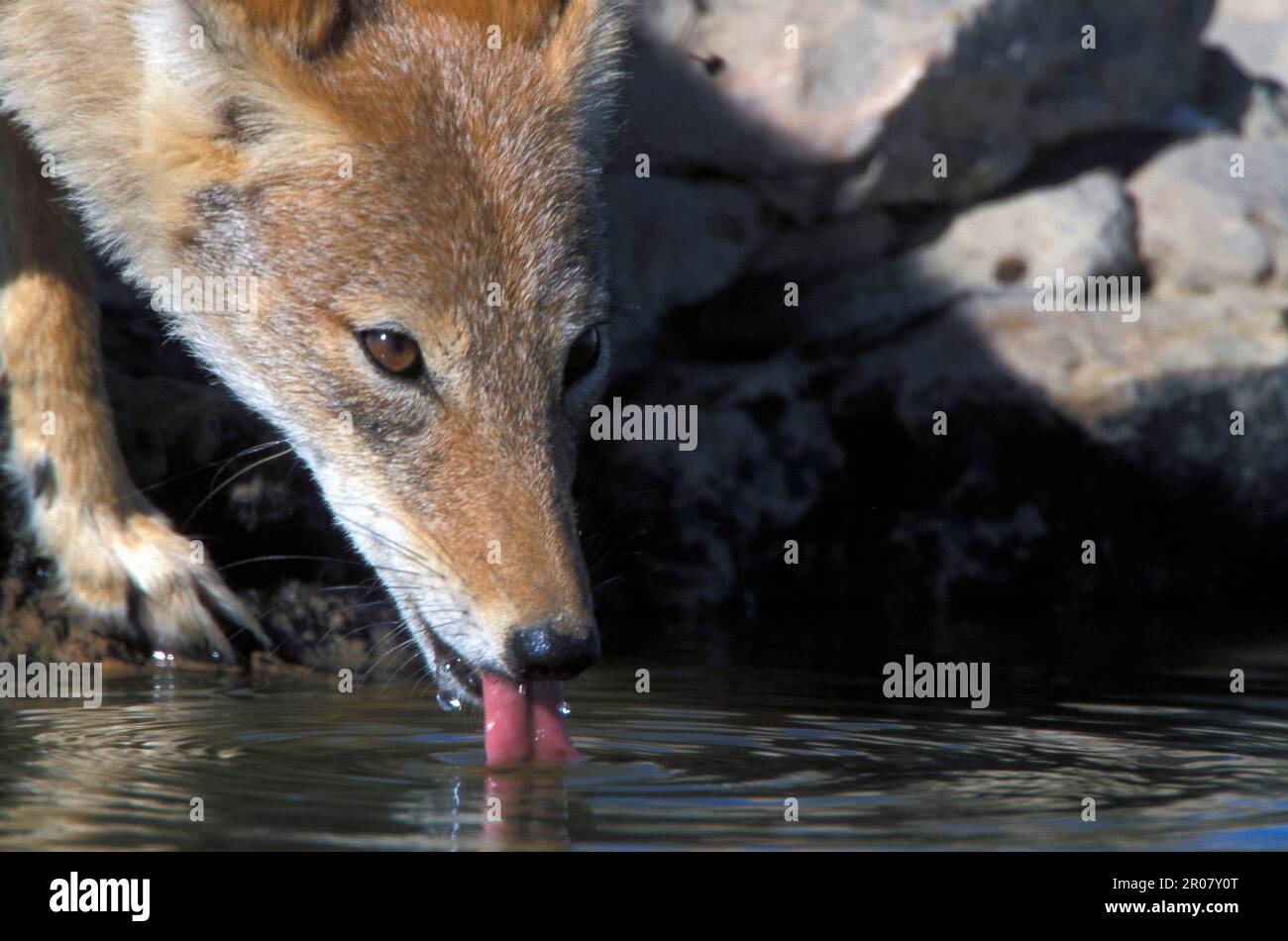 Jackal head hi-res stock photography and images - Alamy