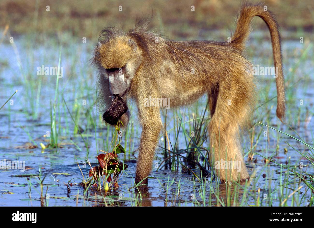 Bear baboon hi-res stock photography and images - Alamy