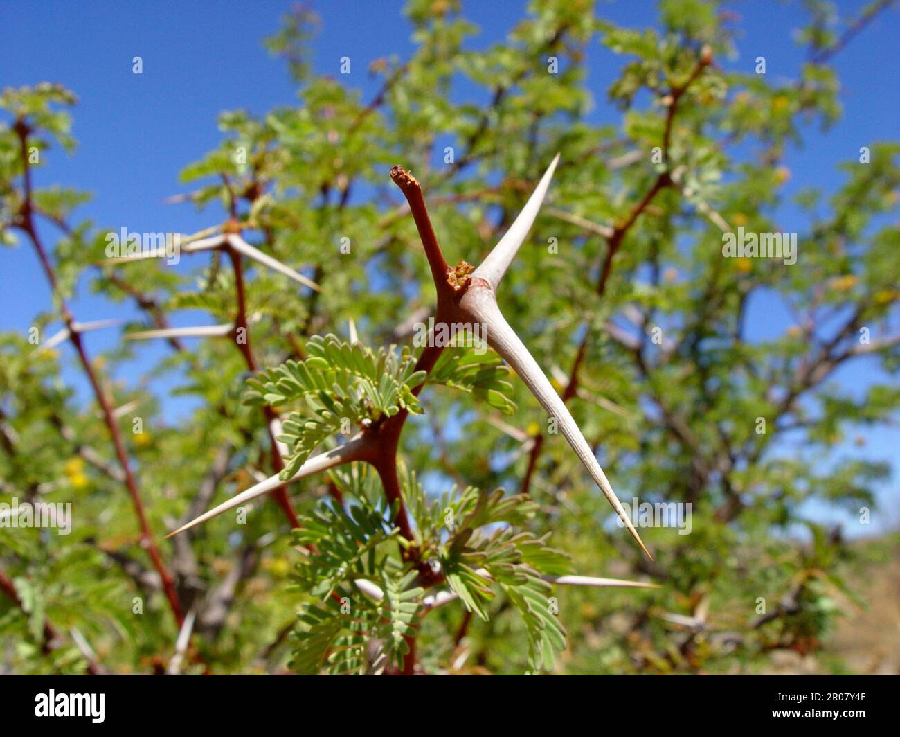 Outdoor thorn hi-res stock photography and images - Alamy