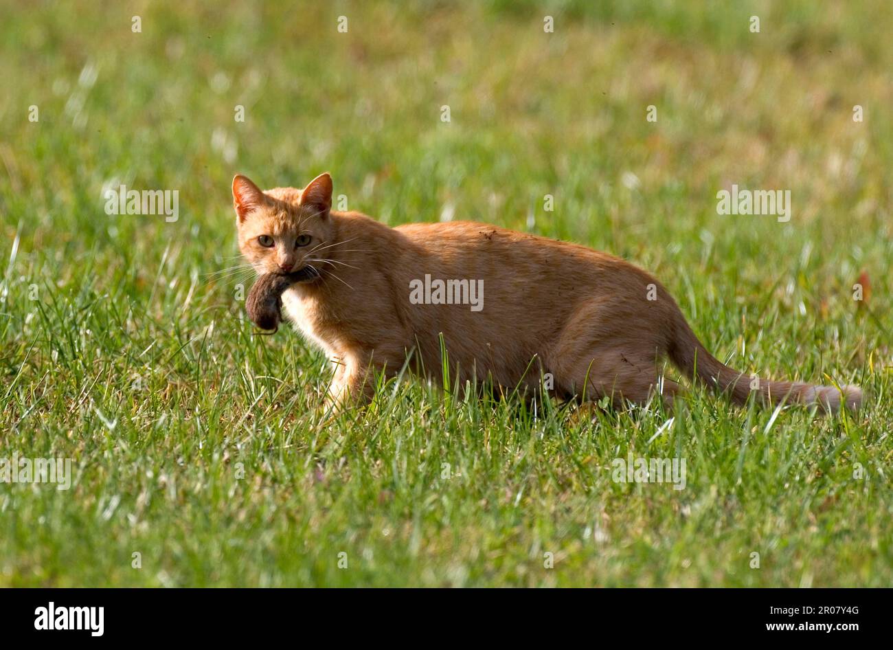 Carry catch hi-res stock photography and images - Alamy