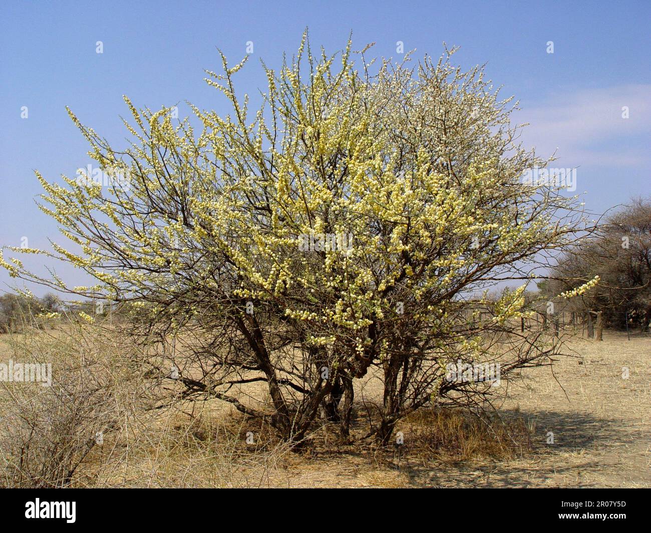 Candlestick tree hi-res stock photography and images - Alamy
