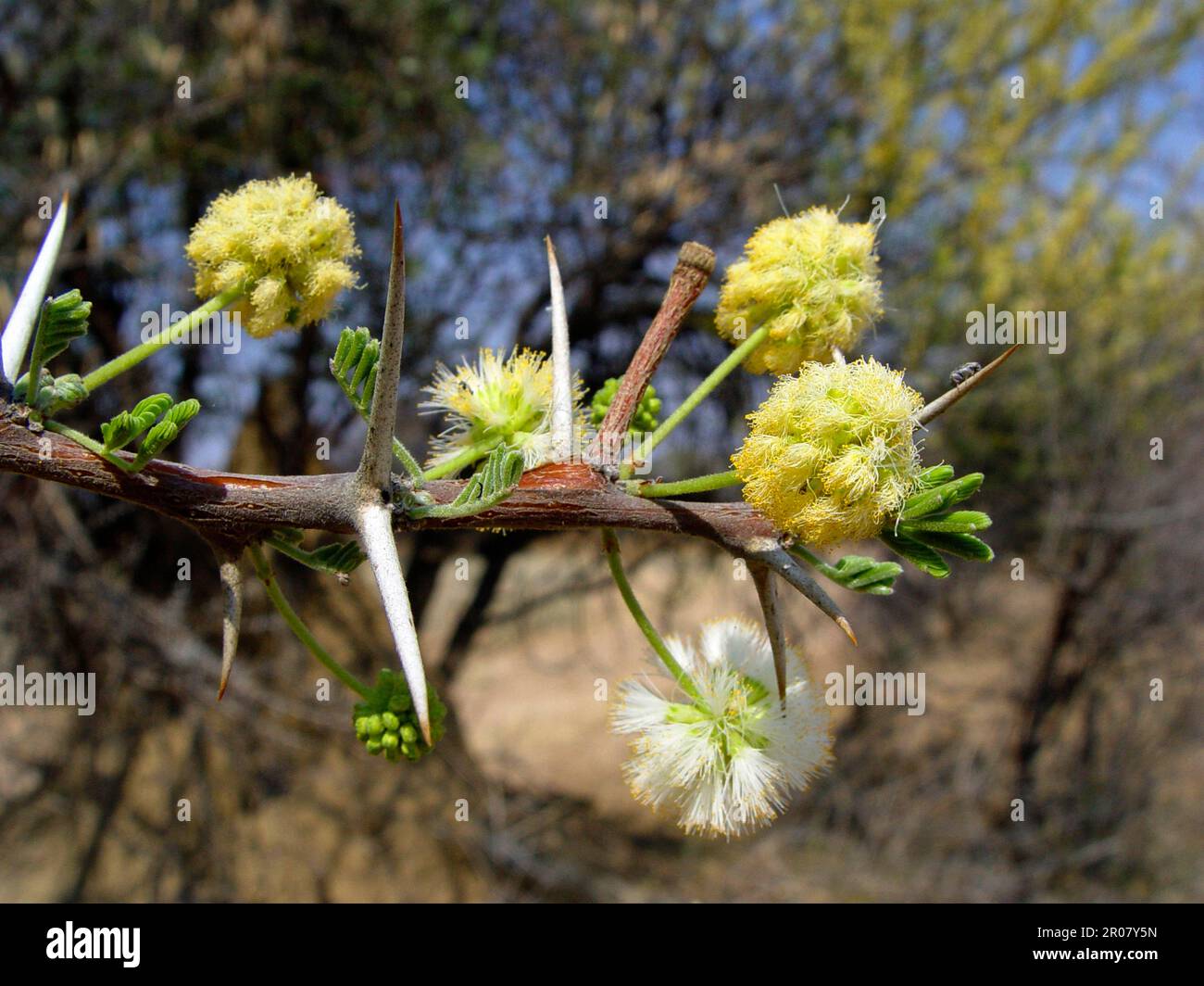 Candle pod acacia, thorns Stock Photo - Alamy