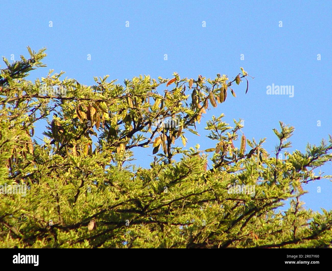 False butterfly hi-res stock photography and images - Alamy