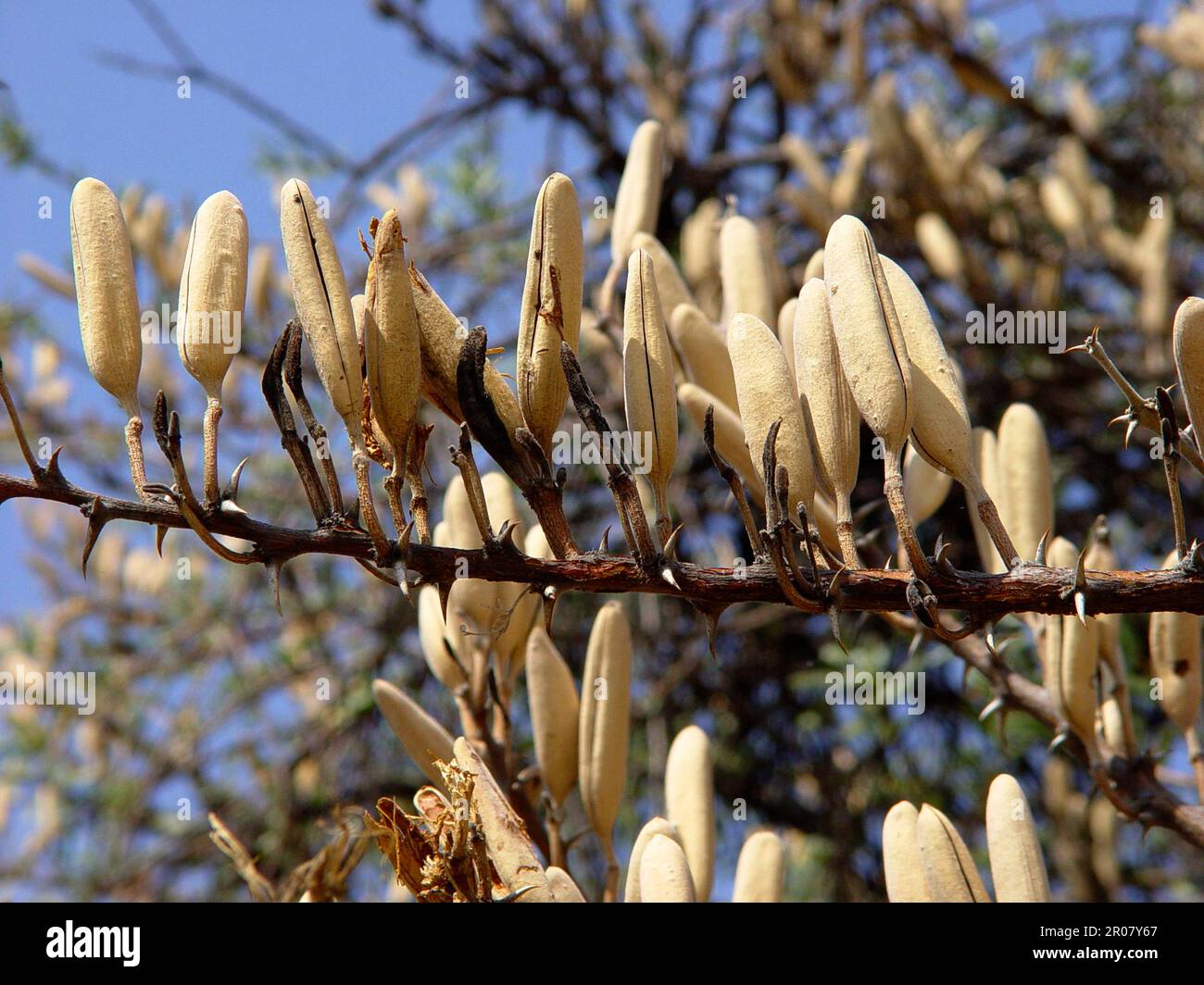 Candlestick plant hi-res stock photography and images - Alamy