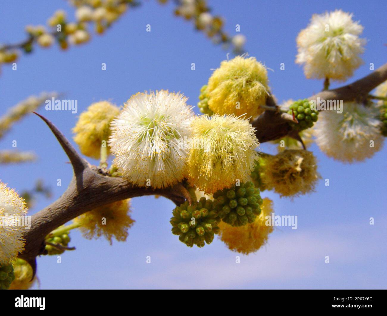 Candlestick tree hi-res stock photography and images - Alamy