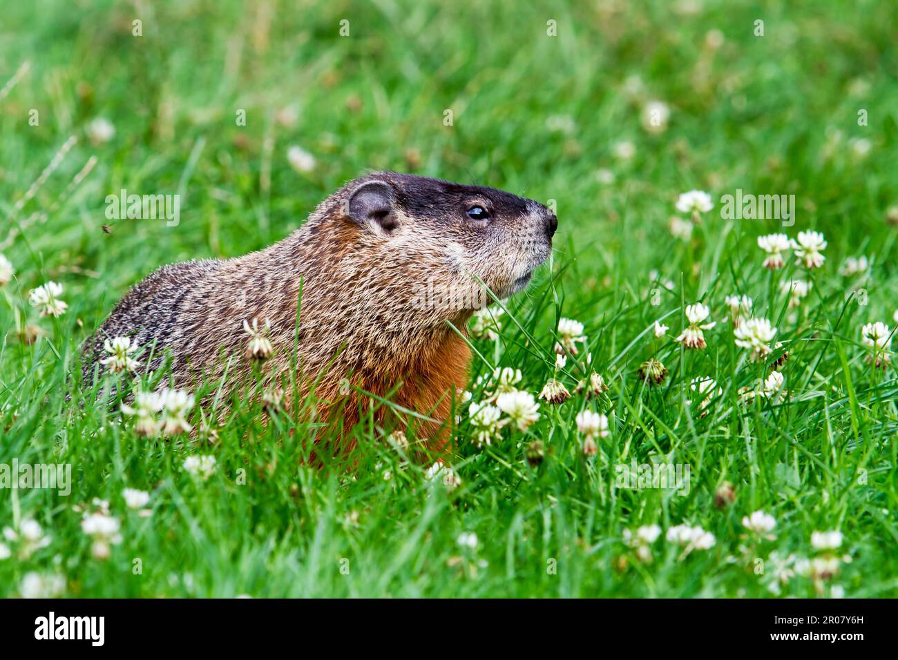 Feeding groundhog hi-res stock photography and images - Alamy