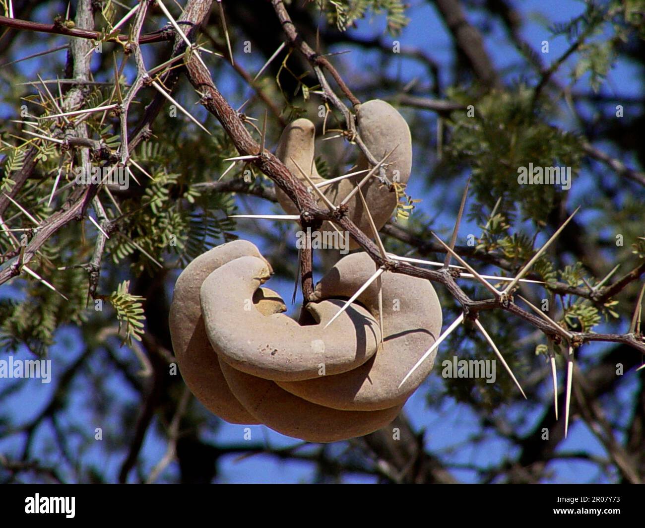 Acacia fruit hi-res stock photography and images - Alamy