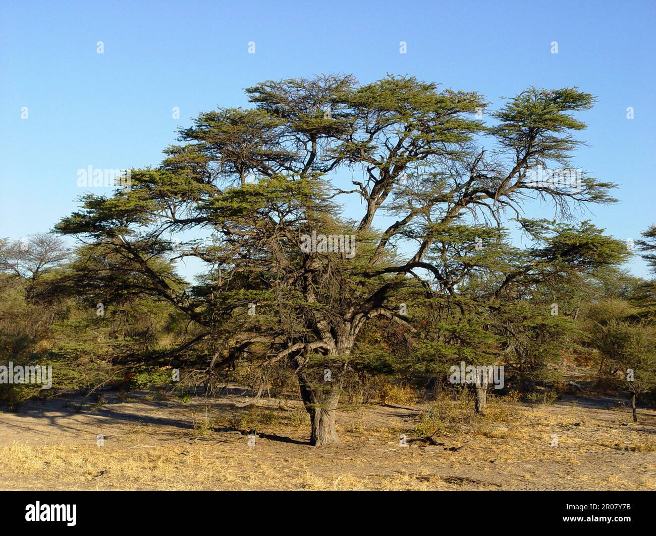 Thorn tree isolated hi-res stock photography and images - Alamy