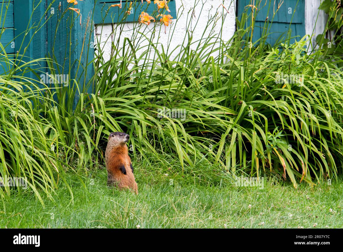 Marmot standing in a garden, Marmota monax, Quebec, Canada Stock Photo ...