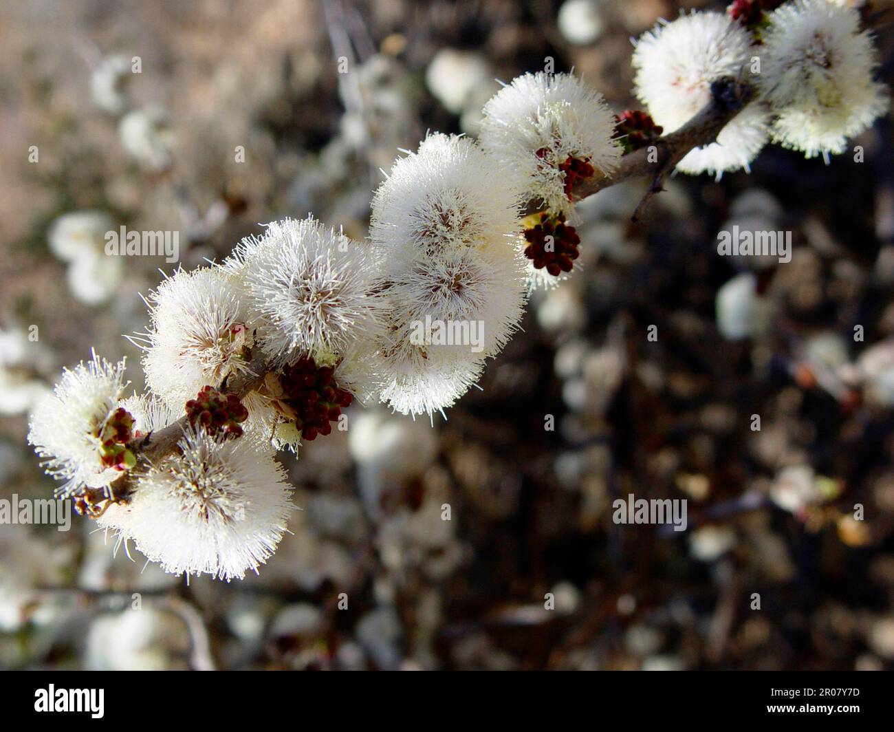 Acacia mellifera hi-res stock photography and images - Alamy