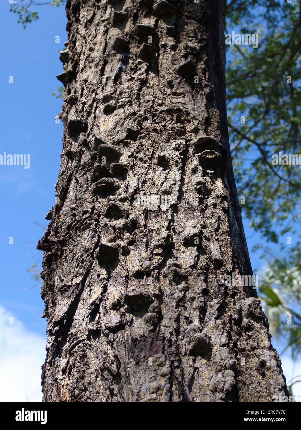 Acacia tree trunk hi-res stock photography and images - Alamy