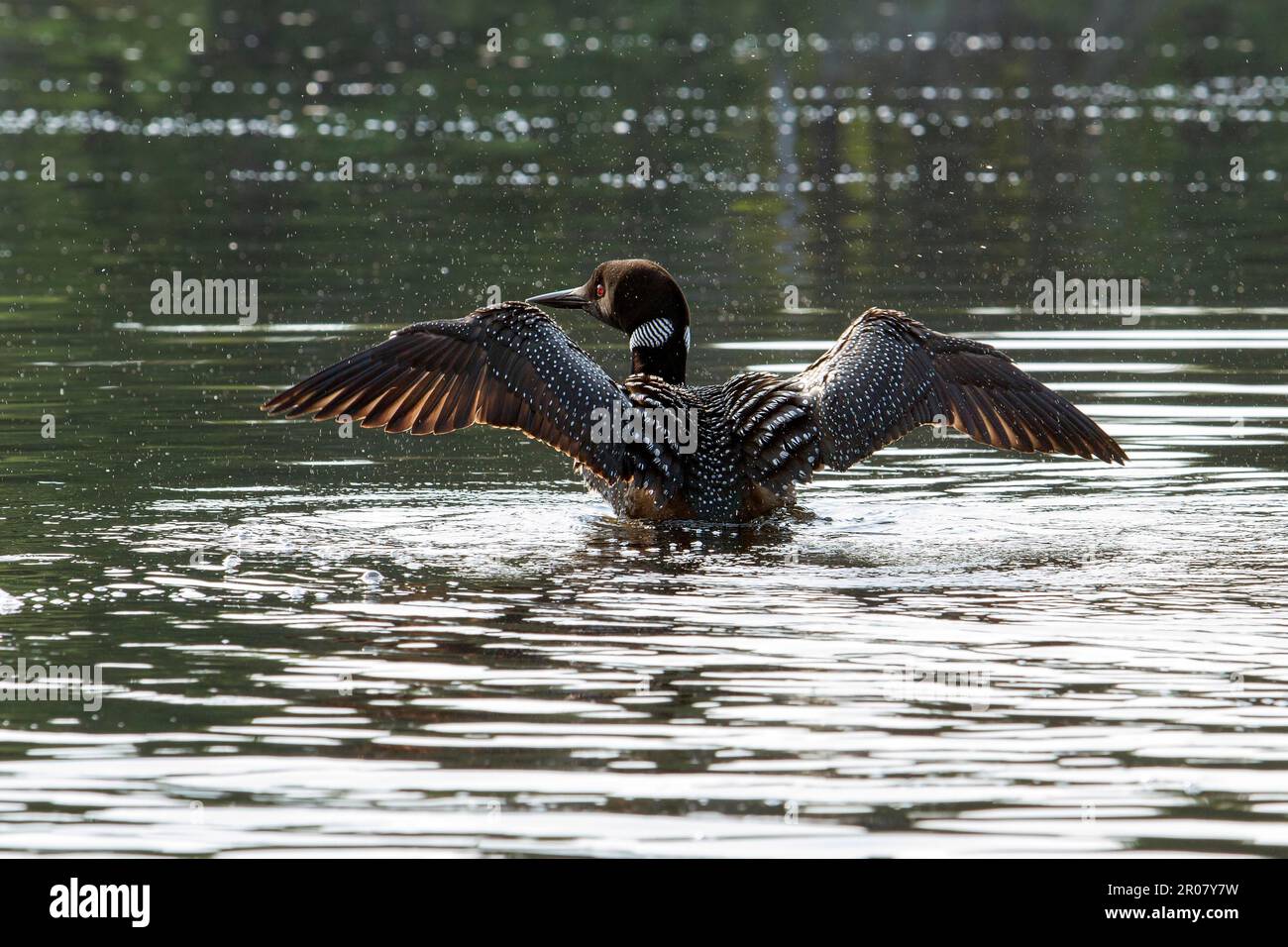 Great Northern Loon (Gavia immer) stretching its wings, Quebec, Canada ...