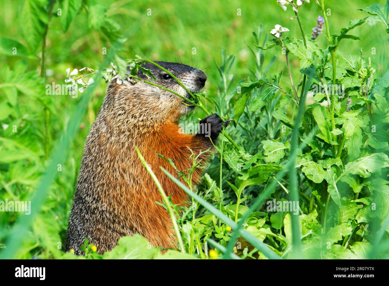 Groundhog feeding in a garden, Marmota monax, Quebec, Canada Stock ...