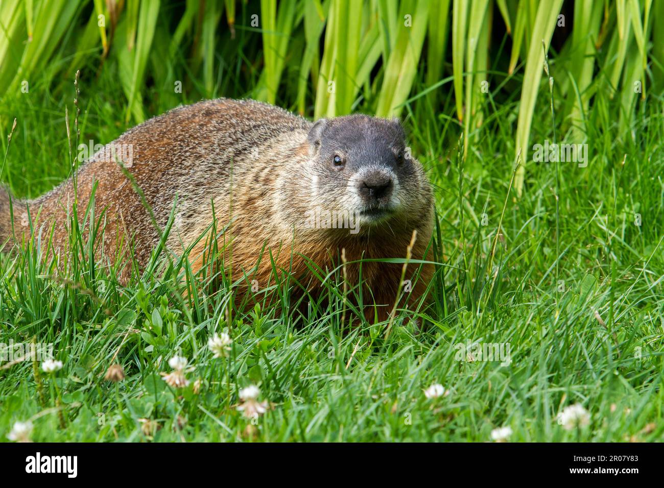 Groundhog feeding in a garden, Marmota monax, Quebec, Canada Stock ...