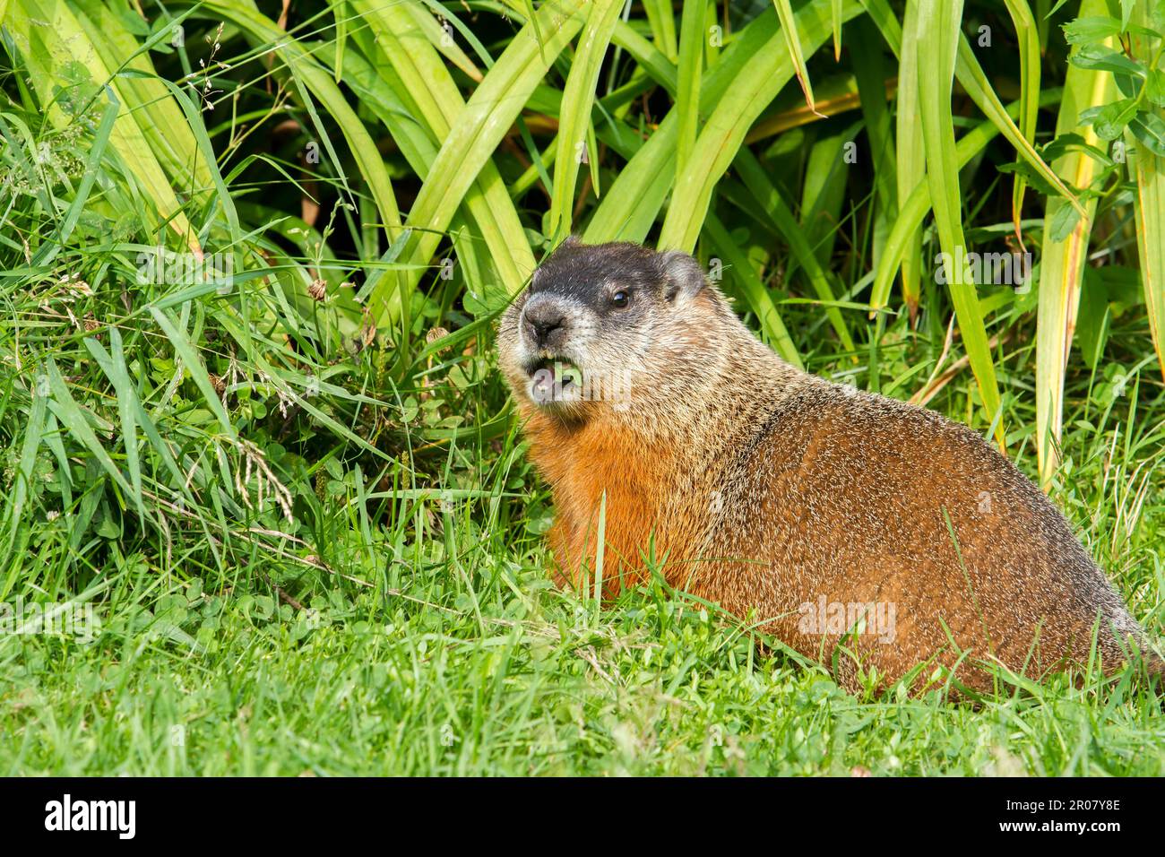 Groundhog feeding hi-res stock photography and images - Alamy