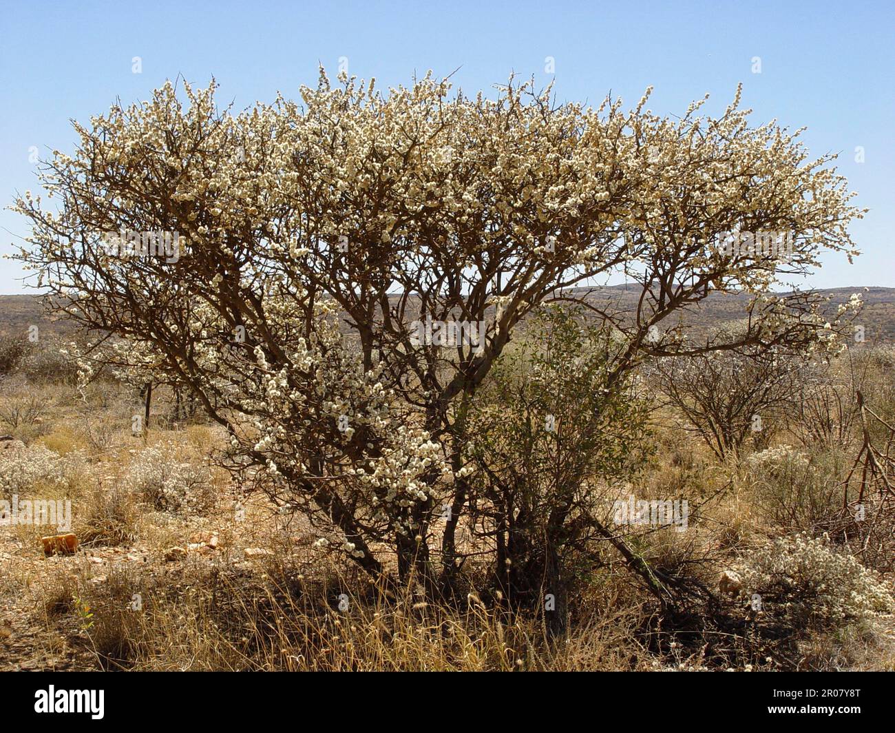 Acacia mellifera hi-res stock photography and images - Alamy