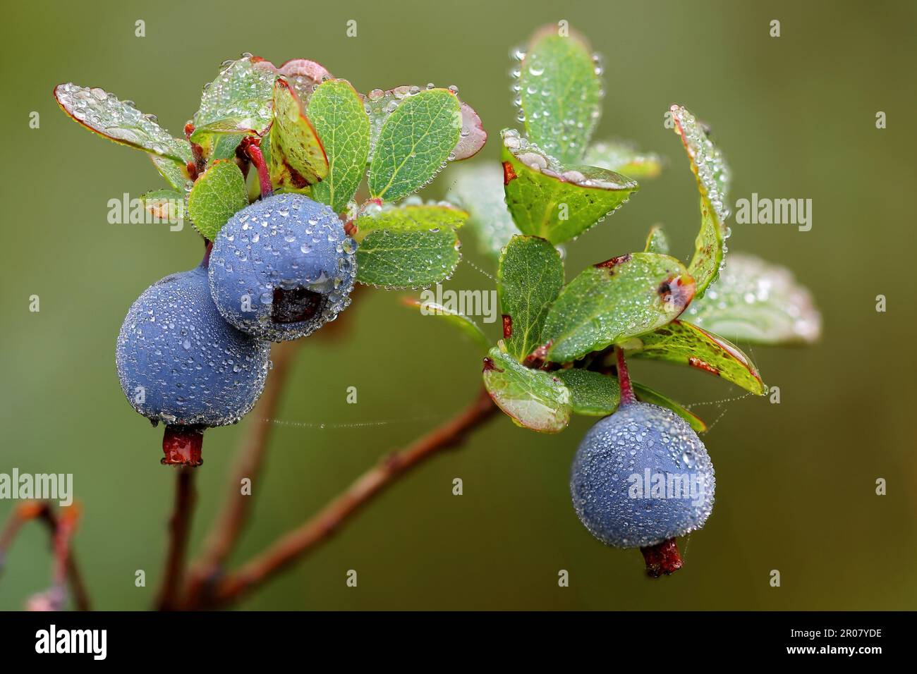 Blueberry (Vaccinium myrtillus) Pfrunger-Burgweiler Ried, Baden ...