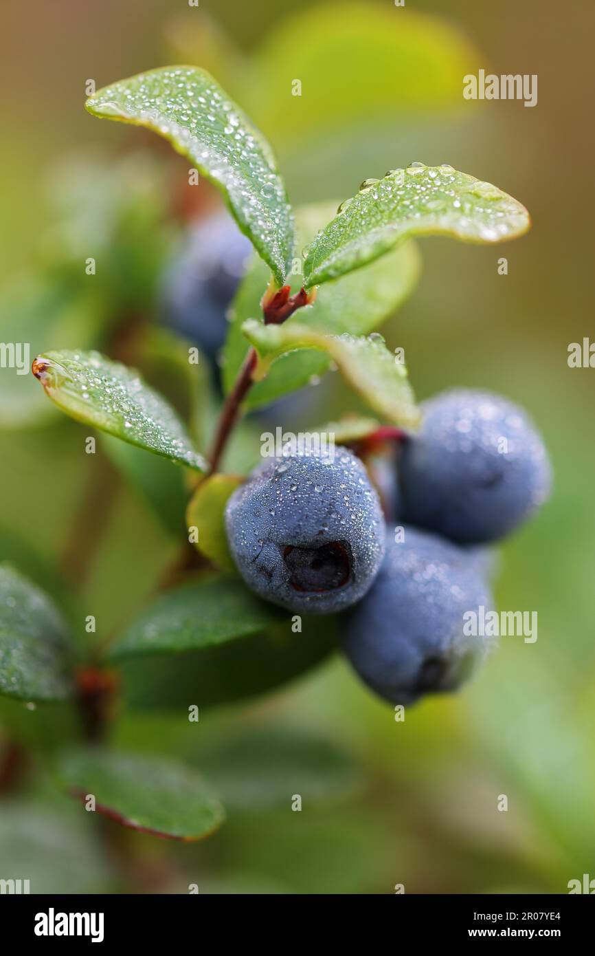 Blueberry (Vaccinium myrtillus) Pfrunger-Burgweiler Ried, Baden ...