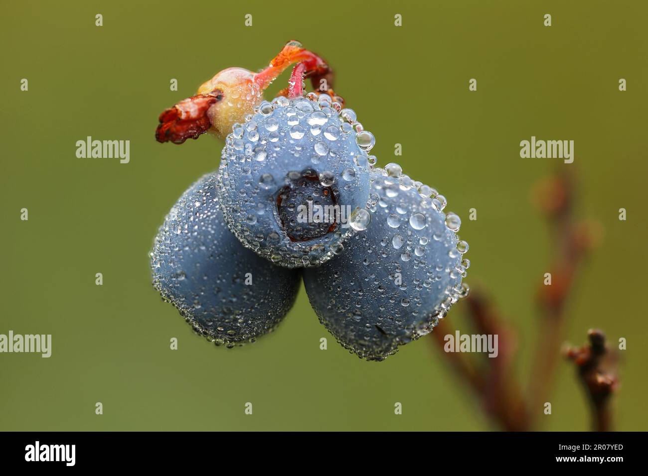 Blueberry (Vaccinium myrtillus) Pfrunger-Burgweiler Ried, Baden ...