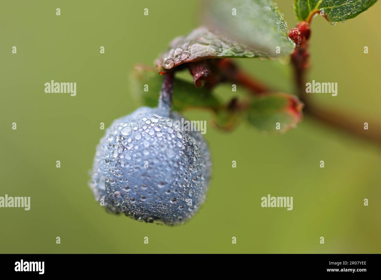 Blueberry (Vaccinium myrtillus) Pfrunger-Burgweiler Ried, Baden ...