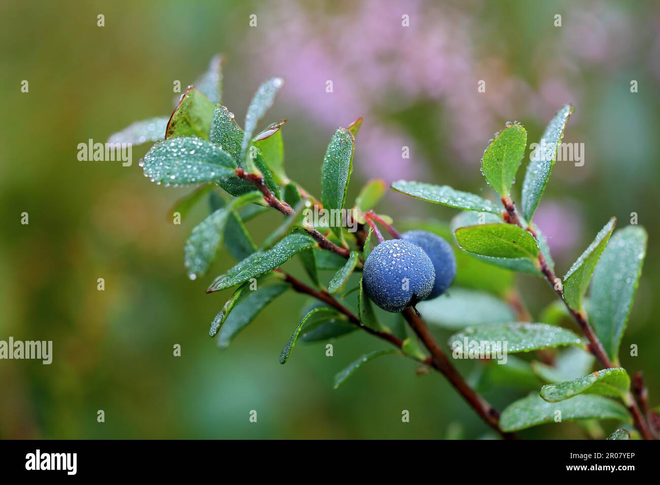 Blueberry (Vaccinium myrtillus) Pfrunger-Burgweiler Ried, Baden ...
