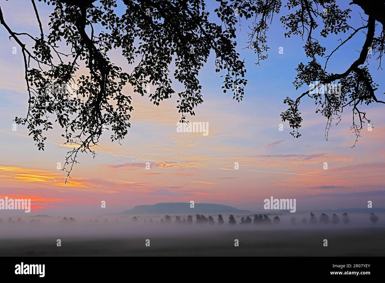 Nebel, Pfrunger-Burgweiler Ried, Baden-Wuerttemberg, Germany Stock ...