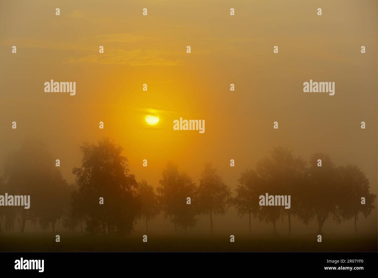 Nebel, Pfrunger-Burgweiler Ried, Baden-Wuerttemberg, Germany Stock ...