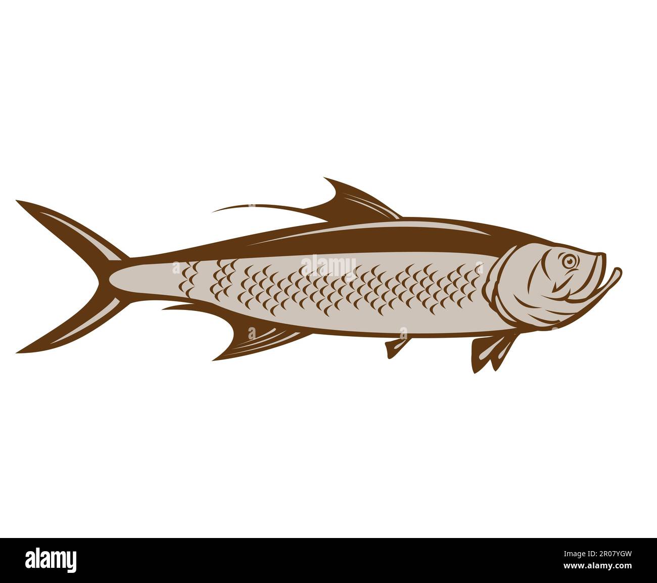 Tarpon fish Cut Out Stock Images & Pictures - Alamy