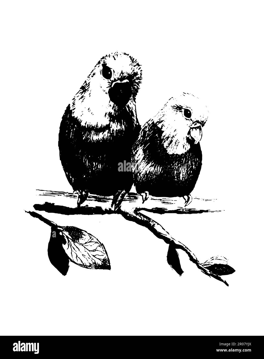 Illustration of two birds, parrots family. Vector Stock Vector Image ...