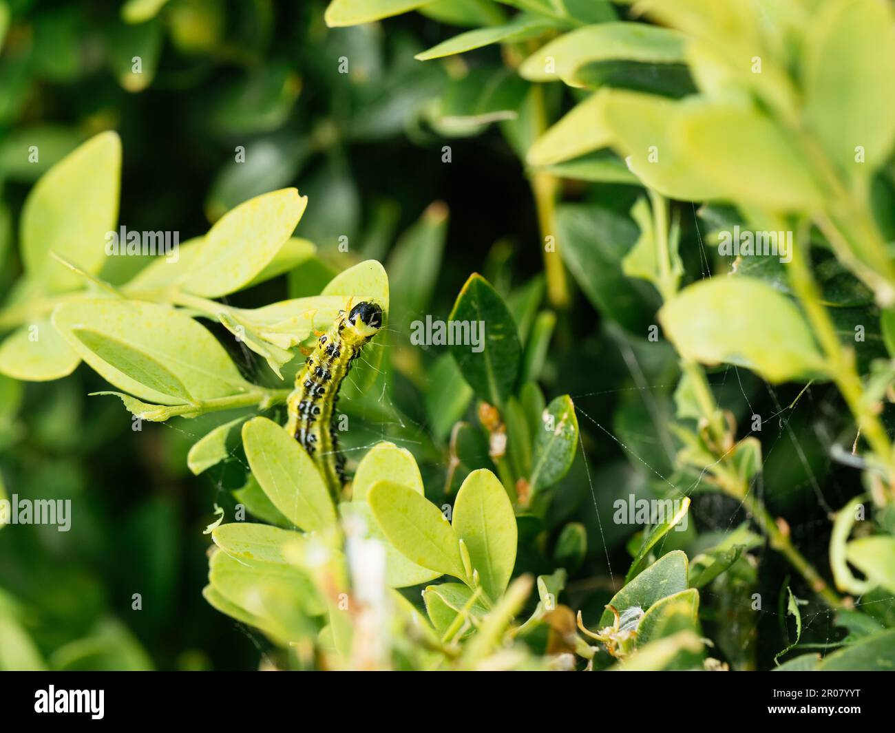 box tree moth (Cydalima perspectalis ) eating young buxus leaves Stock ...