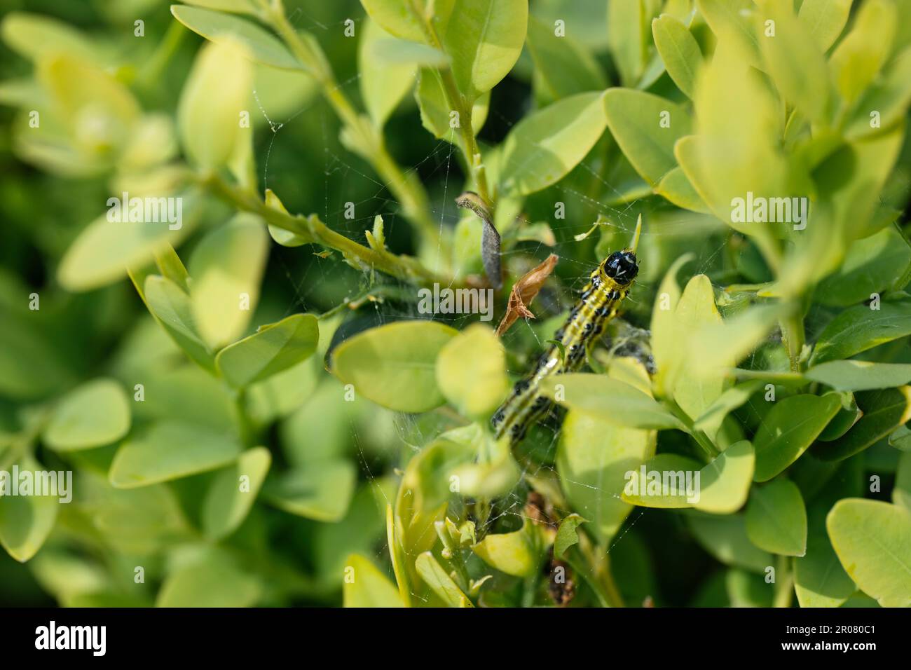 Box tree moth hi-res stock photography and images - Alamy